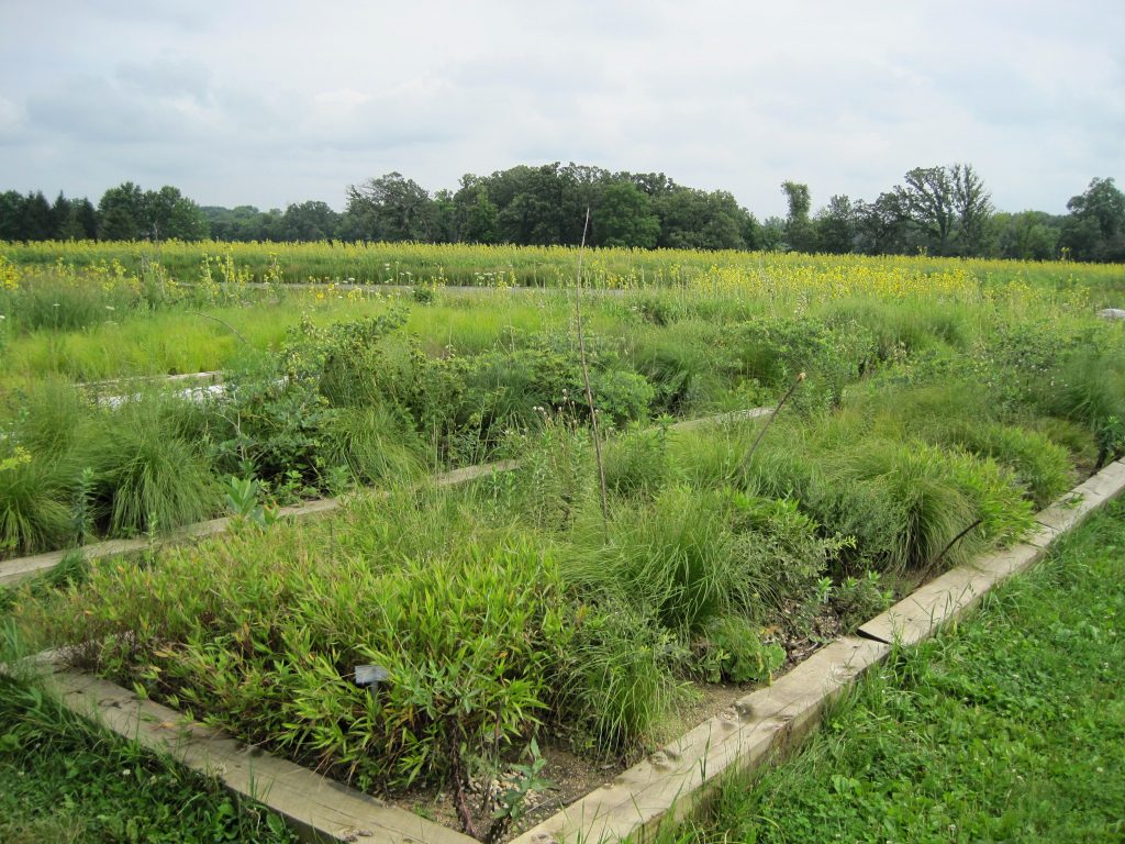 Native Seed Gardeners
